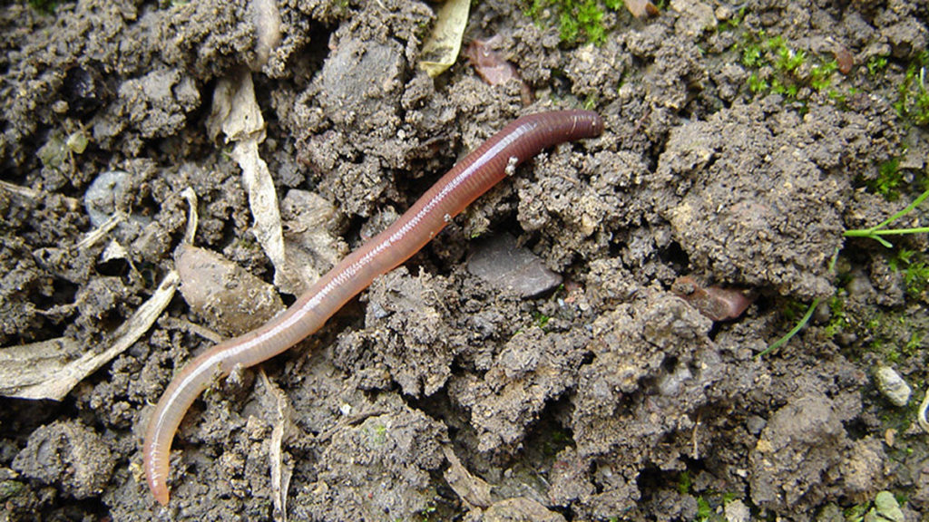U of A biologists investigate Alberta's earthworm invasion - The Gateway