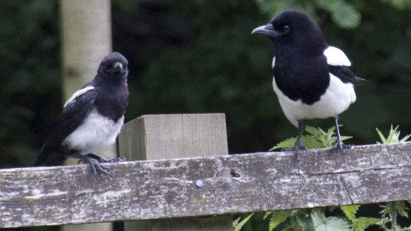 Beloved or bully? Magpie crowned bird of Edmonton - The Gateway