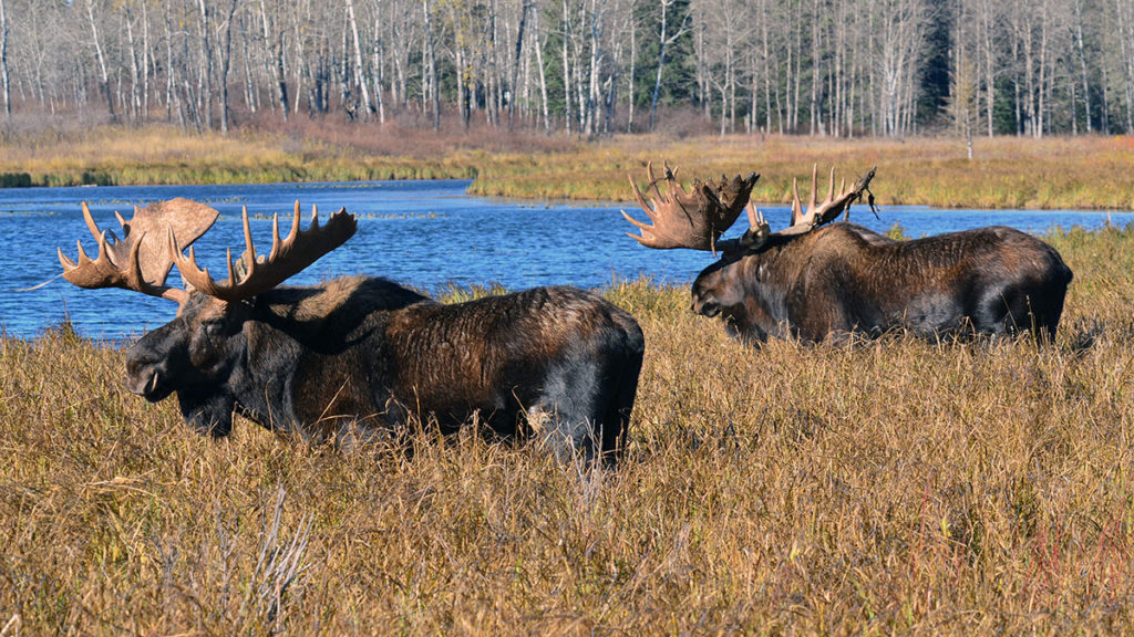 Moose conservation? There's an app for that - The Gateway