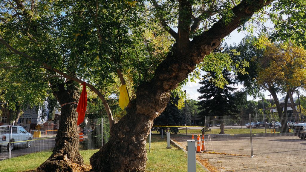 Remembering the history of the Garneau tree - The Gateway