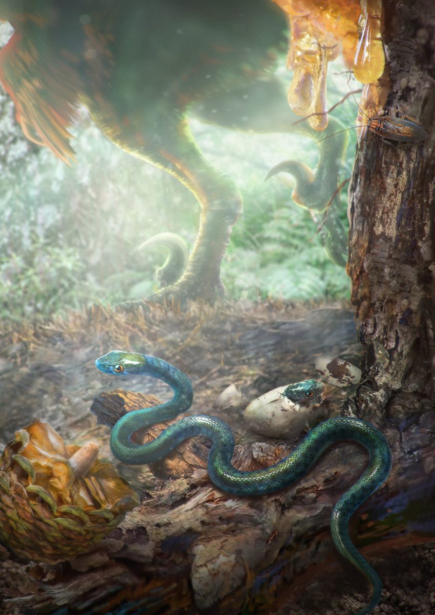 100-million-year-old snake trapped in amber reveals new information on ...