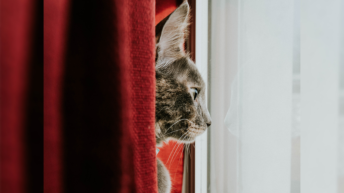 Top 5: Reasons to keep your cat indoors - The Gateway