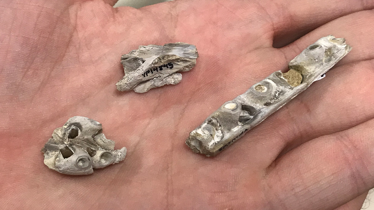 U of A study on baby sea monster fossil gives insight into creature's ...