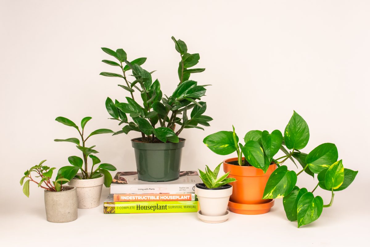 Top 5: Indoor plants for university students - The Gateway