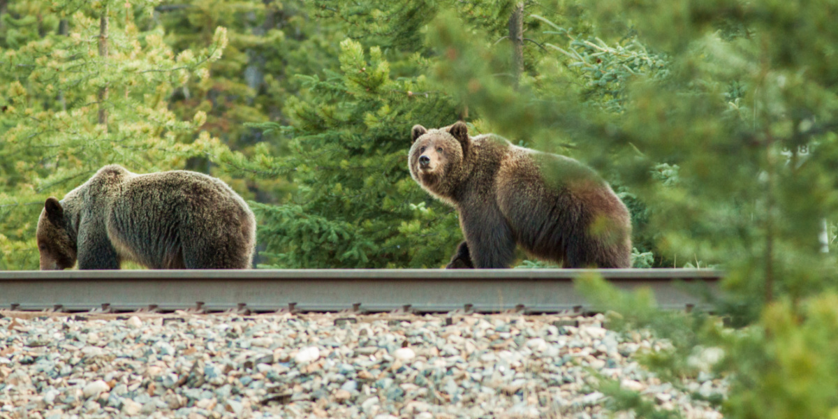 Reducing animal and train collisions through U of A research - The Gateway