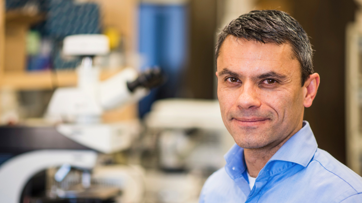 New research on cannabis' effects on zebrafish shows potential impacts ...