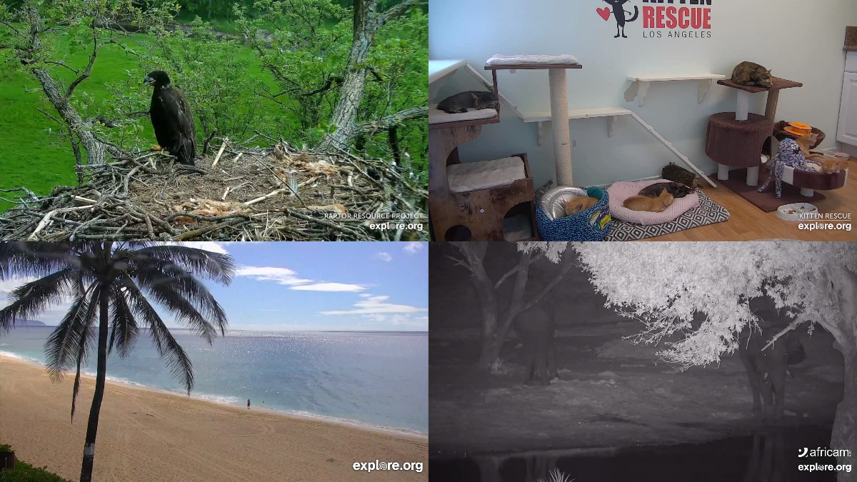 Paddling up the livestream: explore.org - The Gateway