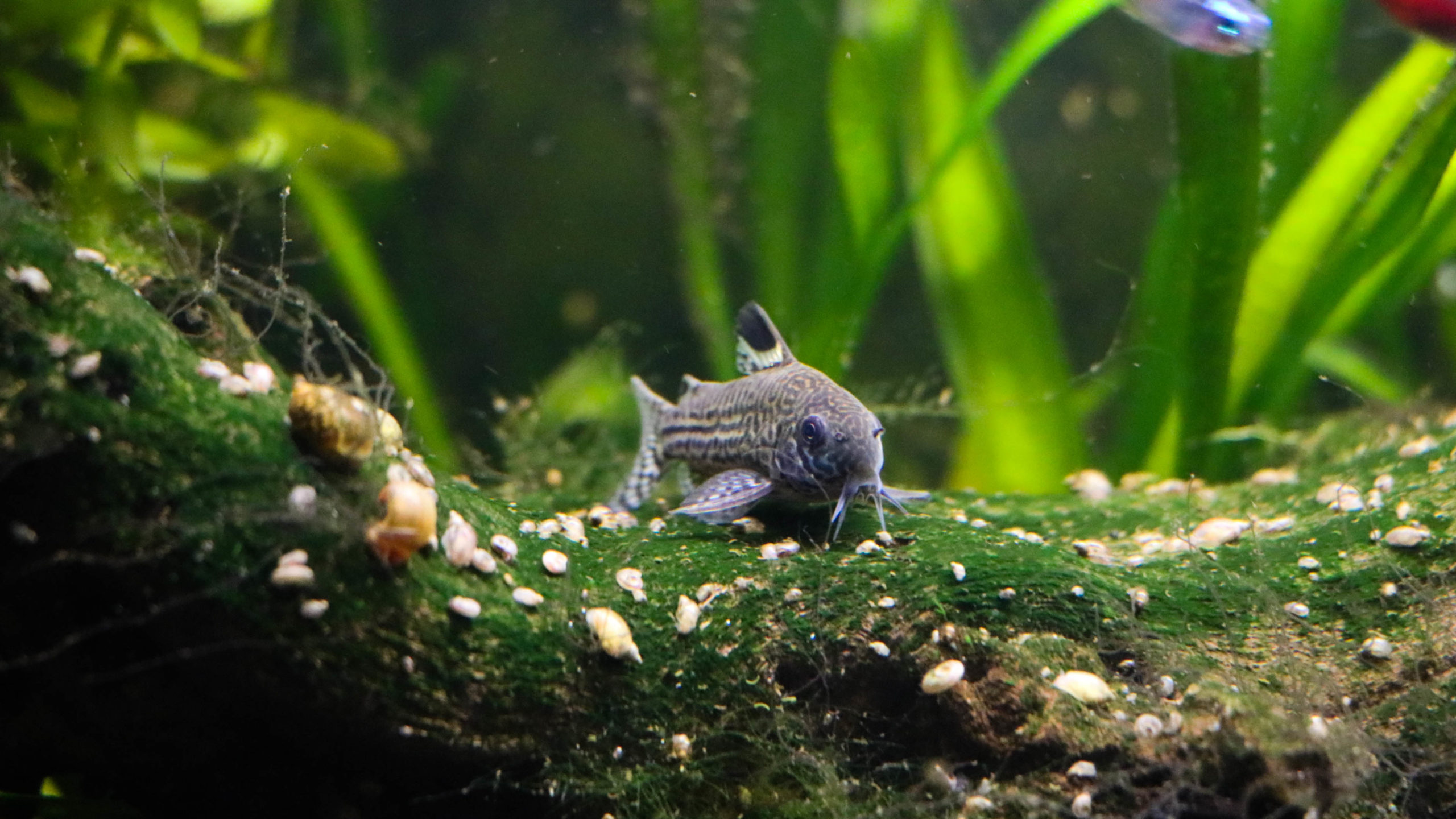 The Hobby Hole: Fishkeeping - The Gateway