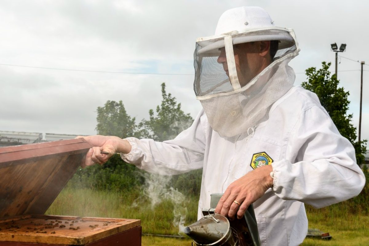Buzzing Biology: honey bee researcher joins the U of A - The Gateway