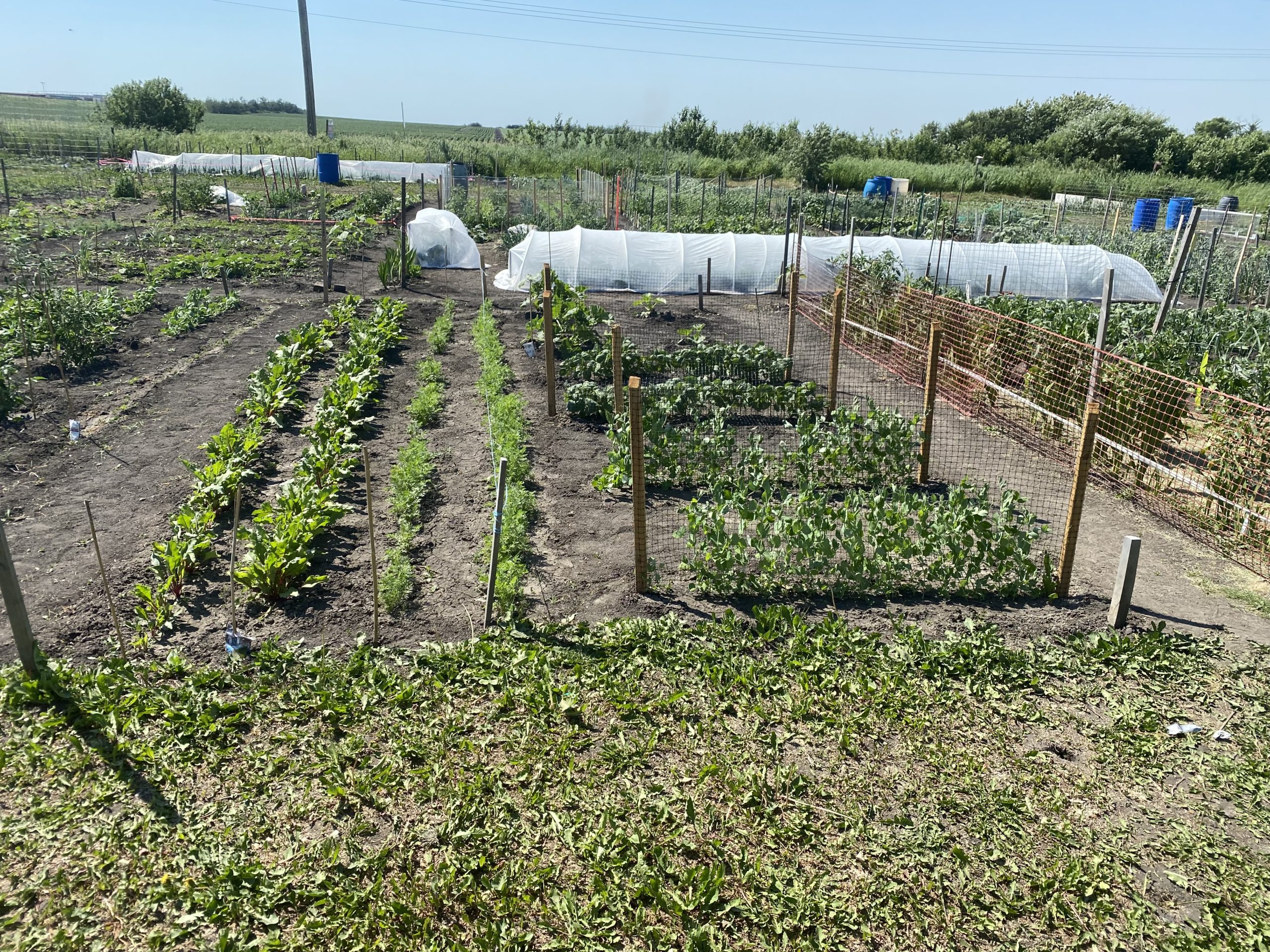 The First Time: Having a vegetable garden - The Gateway