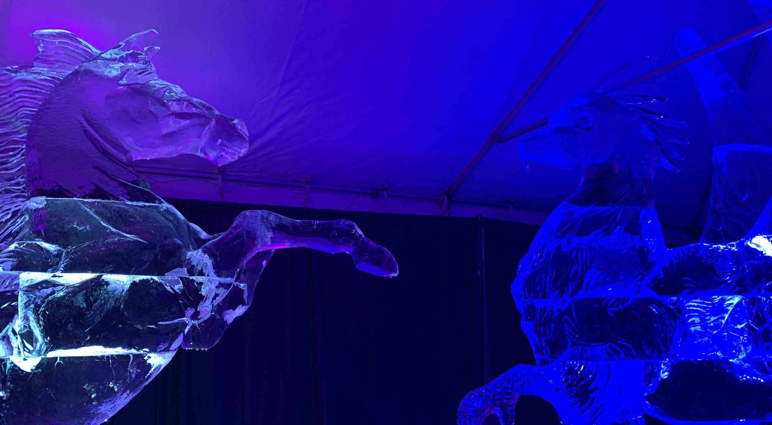 Ice on Whyte returns as a must-visit winter activity - The Gateway
