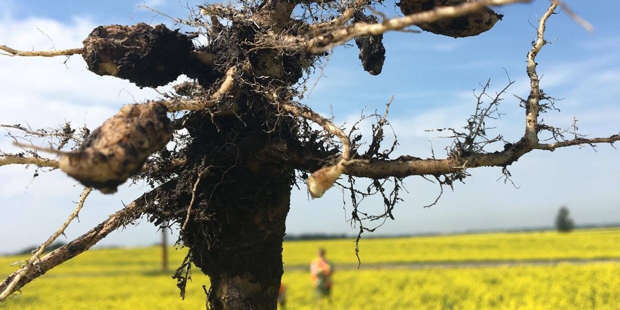 U of A researcher finds new pathotypes causing clubroot disease in ...