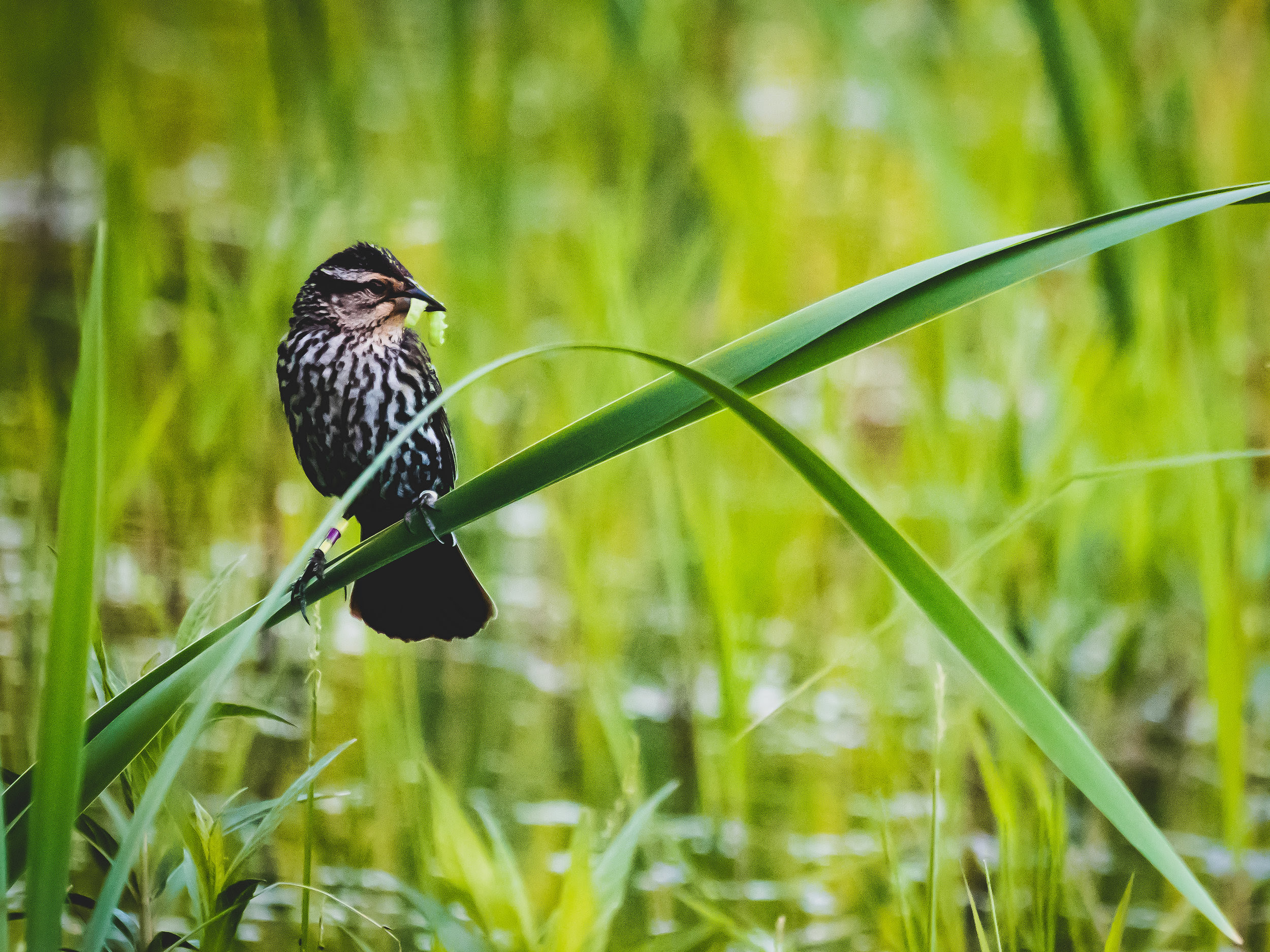 U of A researchers create AI program to analyze bird field data - The ...