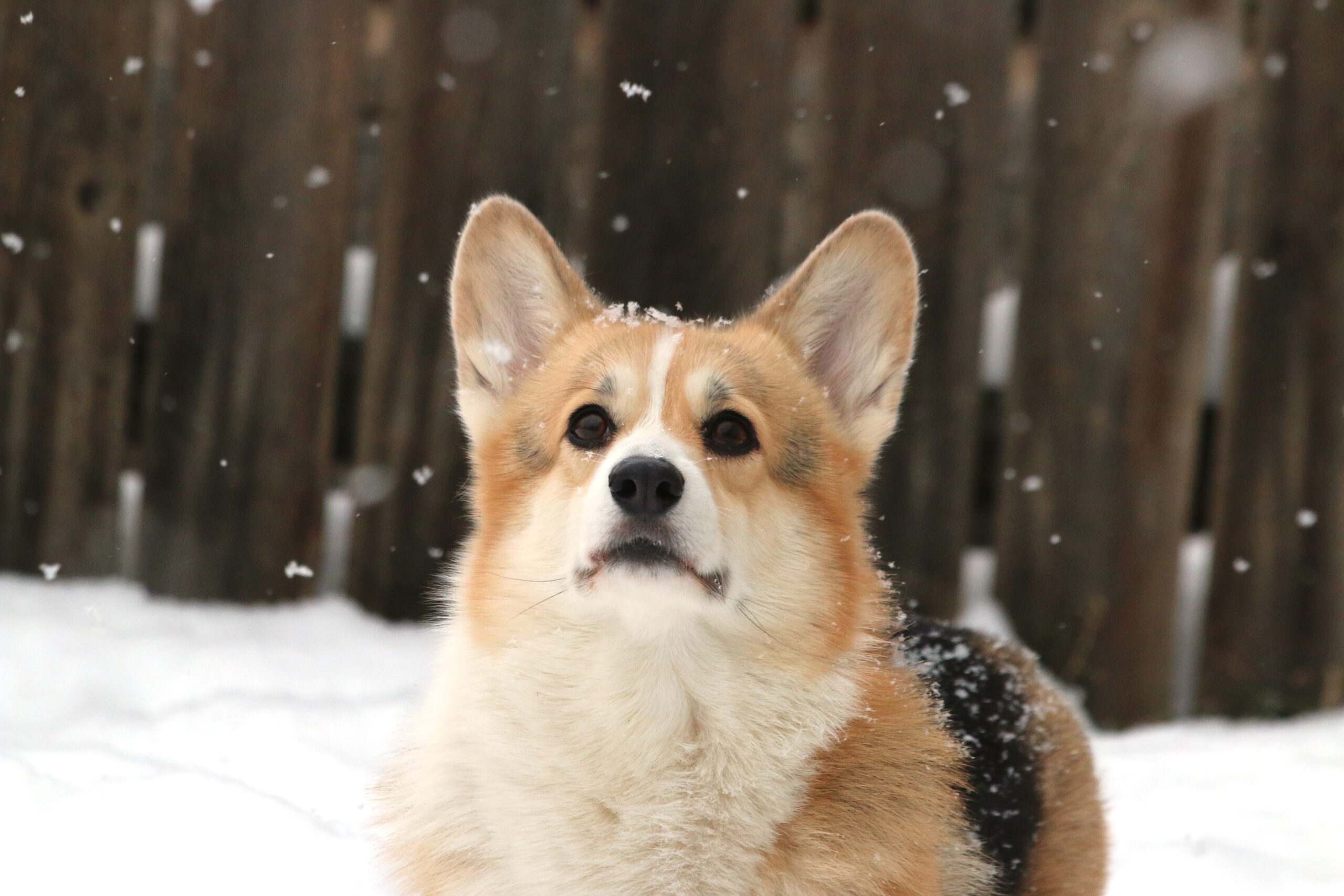 Marble Pedestal: UASU office corgi - The Gateway