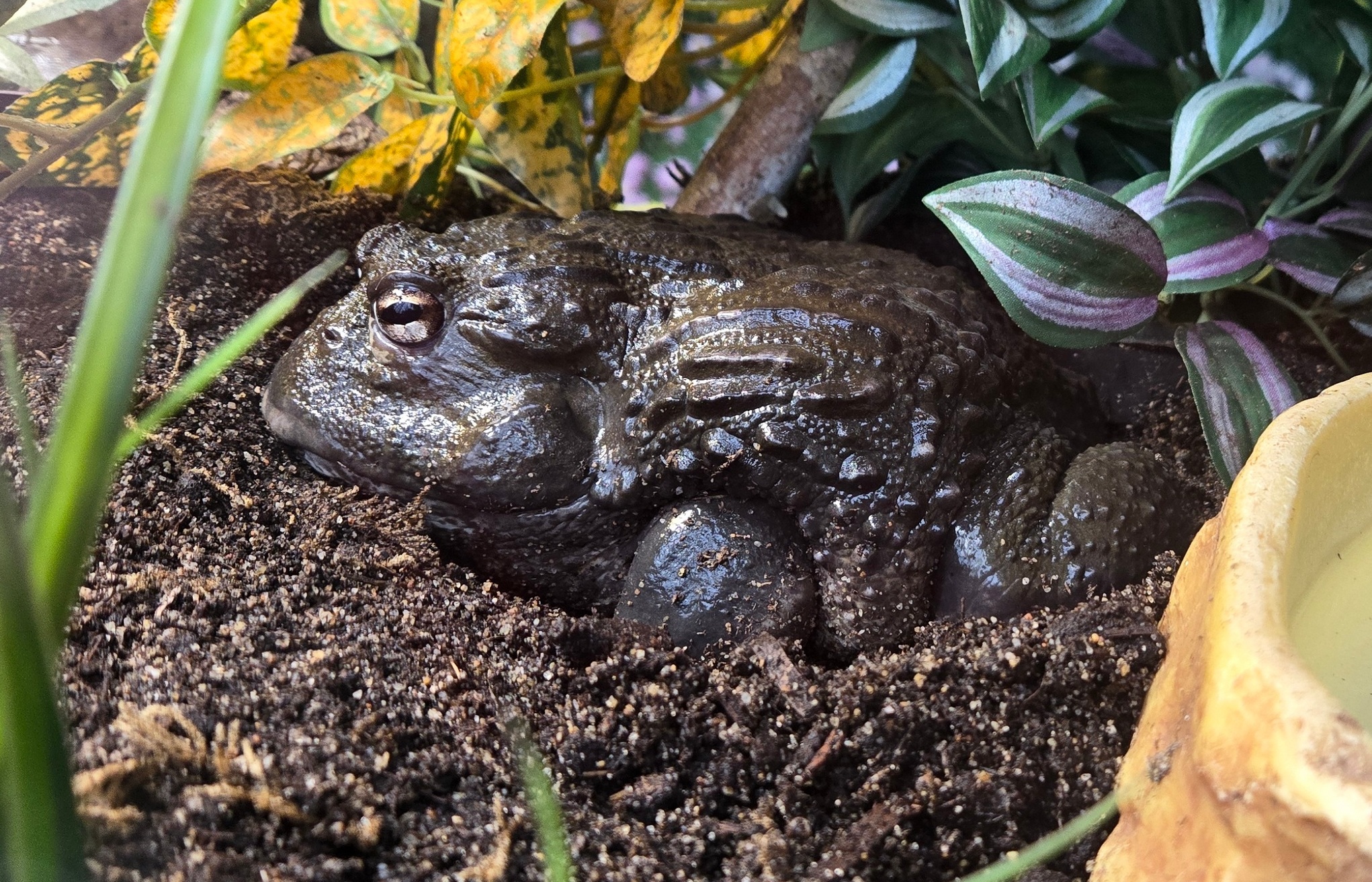Exhibit review: ‘Frogs and Friends’ at the Muttart Conservatory - The ...