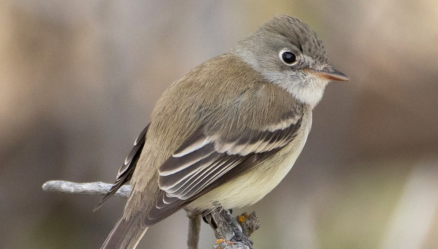 U of A study indicates link between climate change and changes in bird ...