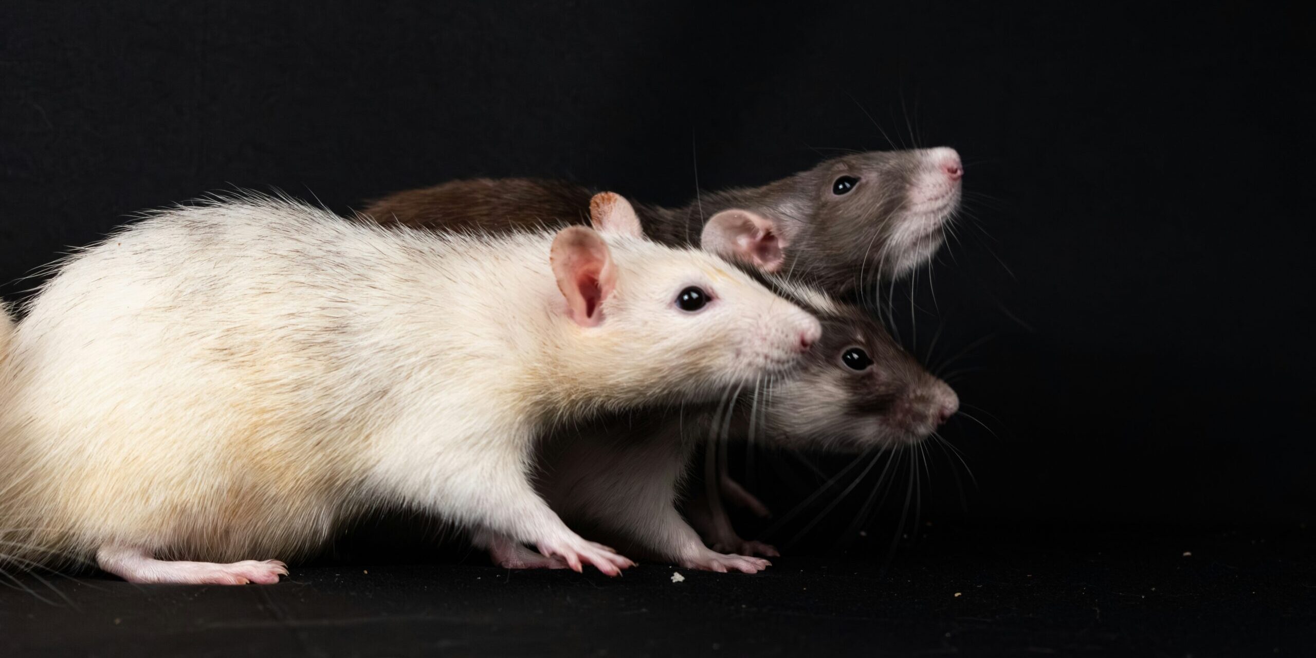 Rats! Can Alberta maintain its rat-free status? - The Gateway