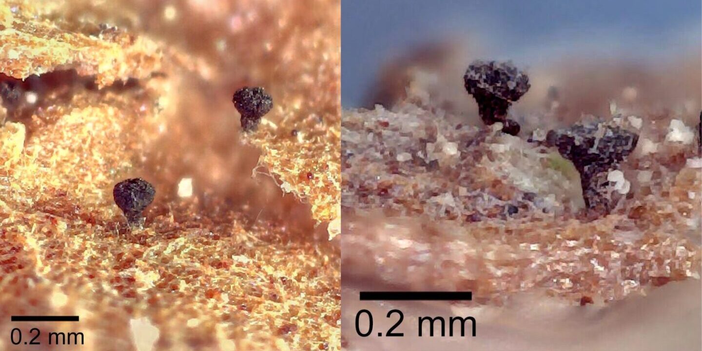 New species of tiny lichen and fungi found in Alberta - The Gateway