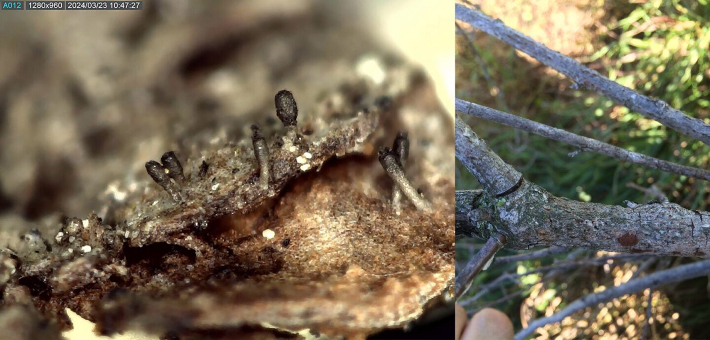 New species of tiny lichen and fungi found in Alberta - The Gateway